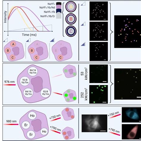 Potential Approaches For Ucnps‐based Multiplexing In Cellular Imaging
