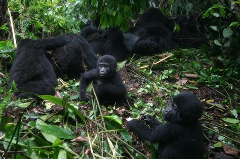 Silverback Gorillas Strength