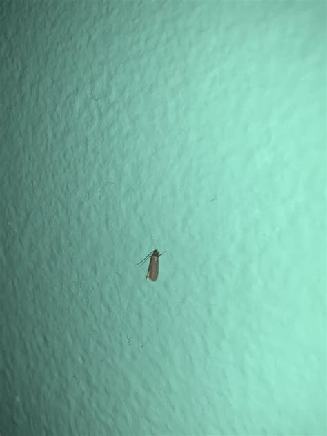 Flying Bug What Is It And How To Get Rid Of Them R Whatsthisbug