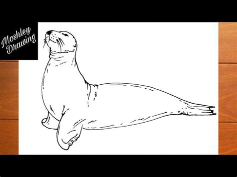 How To Draw A Sea Lion Easy