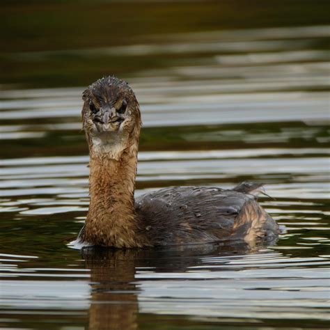 The Most Menacing Pied Billed Grebe Youve Ever Seen Rbirding