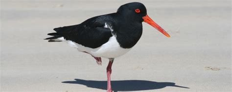 The Importance Of Wetland Margin Microhabitat Mosaics The Applied Ecologist