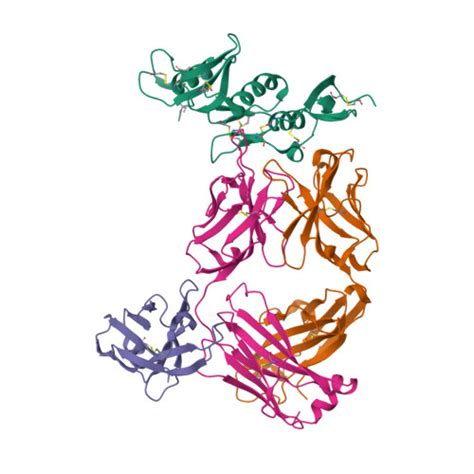 Rcsb Pdb 7q6c Complement C6 Fim1 2 Bound To Cp010 Antibody