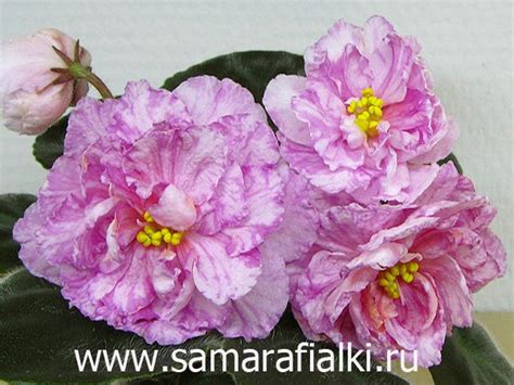 Фиалка Мраморная Роза