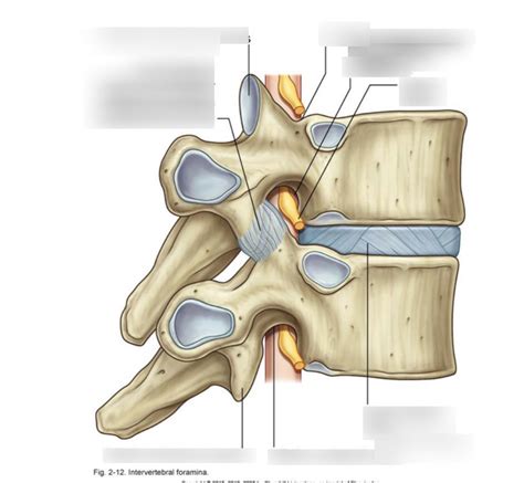 Vertebrae Sagittal View Diagram Quizlet