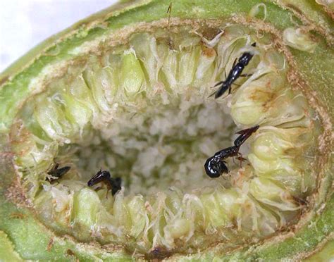 Fig Fruit Wasp
