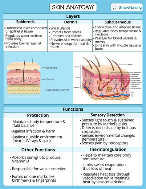 Skin Study Guides Supp Material Studocu