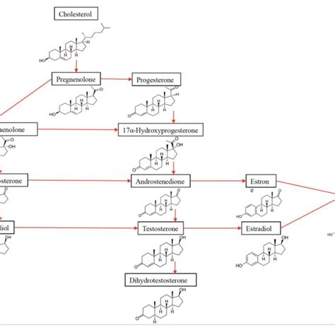 sex hormones and their biological functions download scientific diagram
