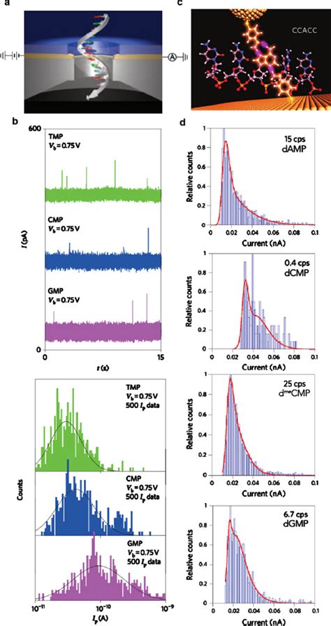 Nucleic Acid Base Detection By Transverse Tunneling Current Read Out Download Scientific