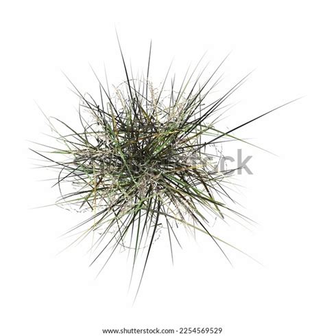 Wild Field Grass Top View Isolated Stock Illustration 2254569529
