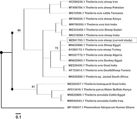 Nj Based Phylogenetic Analysis Of 18 S Rrna Partial Sequences Of The