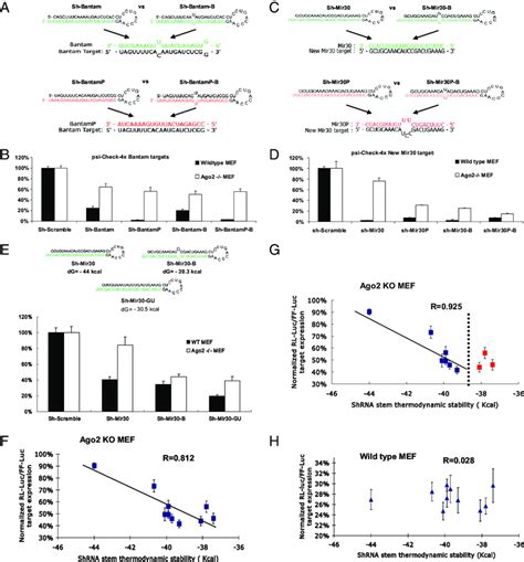 Risc Function Of Noncleaving Agos Is Determined By Thermodynamic