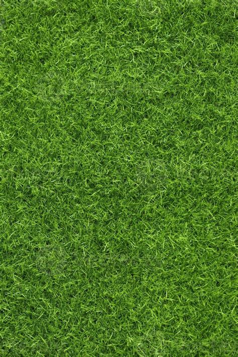 Green Grass Texture Background Grass Garden Concept Used For Making