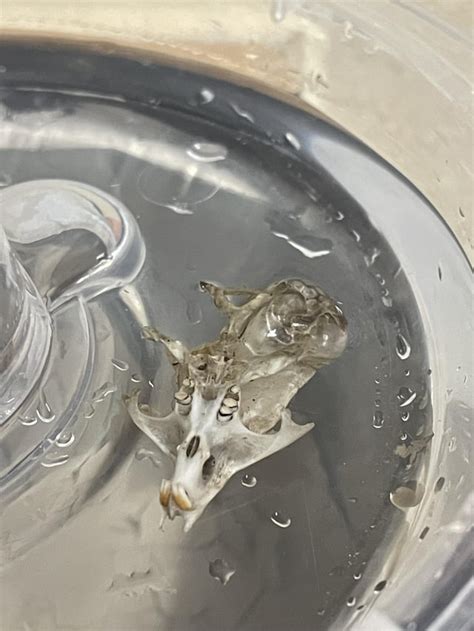 Cross Post Tumor On Skull Rbonecollecting