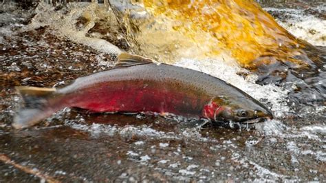 How To Identify Different Salmon Species Radencich Salmon Flies