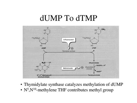 Ppt Nucleotide Structure Powerpoint Presentation Free Download Id