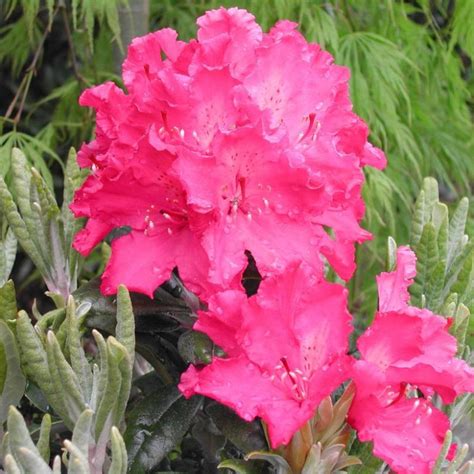 Haaga Rhododendron | Plant Addicts