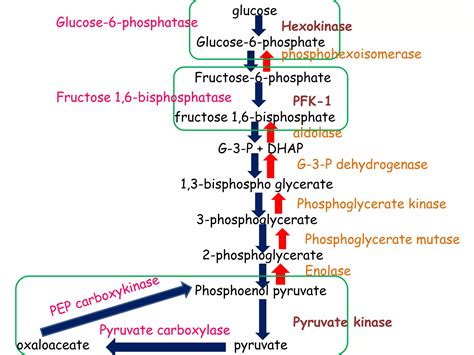 Diabetes And Gluconeogenesis Ppt