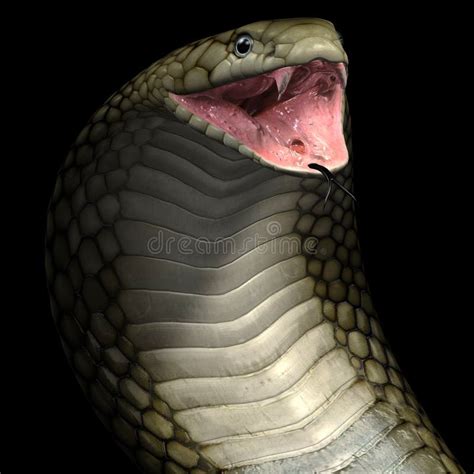 Viper Cobra Snake Stock Illustration Illustration Of Danger