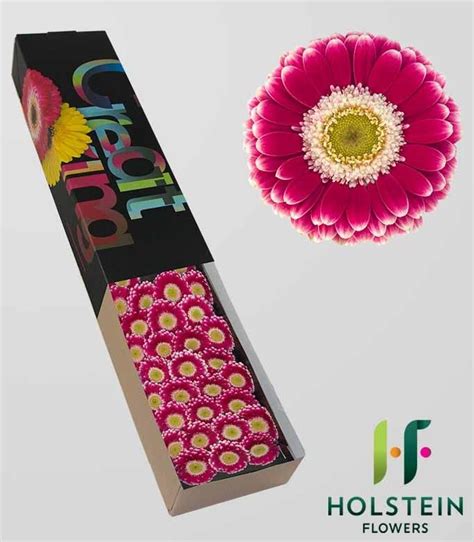 Germini Cassis Batches Of 60 Stems Is A Beautiful Flower That Is