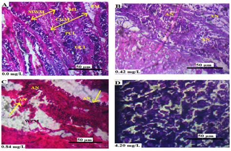 Tissue Distributions And Toxic Effects Of Hexavalent Chromium In Laboratory Exposed Periwinkle
