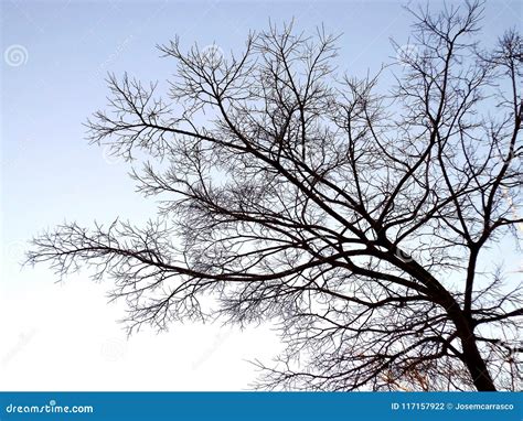 Tree Branches Without Leaves Stock Photo Image Of Green Plant 117157922
