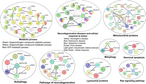 Protein Protein Interaction Network Analysis In Sh Sy5y Cells