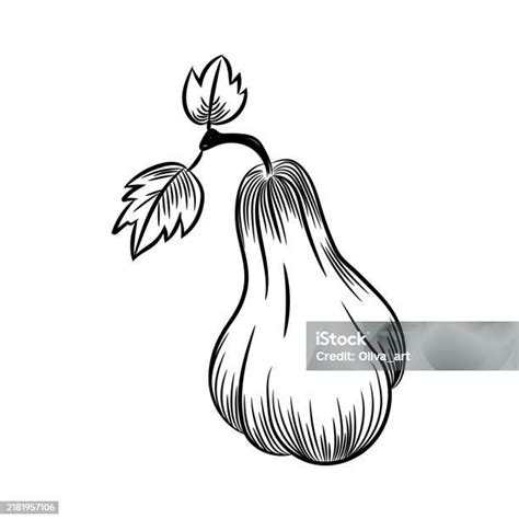 흰색 배경에 나뭇잎 윤곽선이 있는 호박입니다 손으로 그린 스케치 벡터 일러스트 클립 아트 10월에 대한 스톡 벡터 아트 및 기타 이미지 Istock