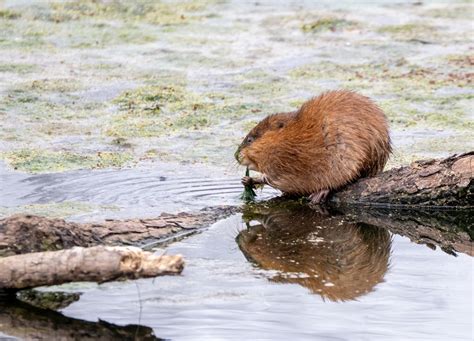 Meet The Muskrats Of Murfreesboro A Common Sighting At Murfree Spring