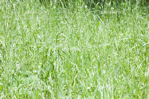 草 写真素材 515387 フォトライブラリー Photolibrary