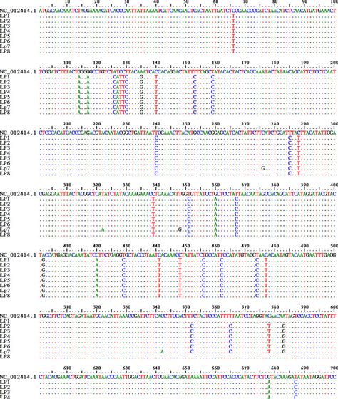 multiple sequence alignment of l punctata cyt b sequences with that of