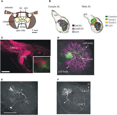 Anatomy Of The Primary Olfactory Center Of The Moth M Sexta And Its Download Scientific