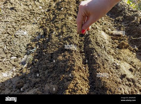 Woman Farmer Sowing Seed Hi Res Stock Photography And Images Alamy