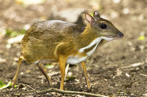 Philippine Mouse Deer Pilandok
