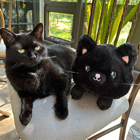 Mini Squishable Black Kitty Squishableca
