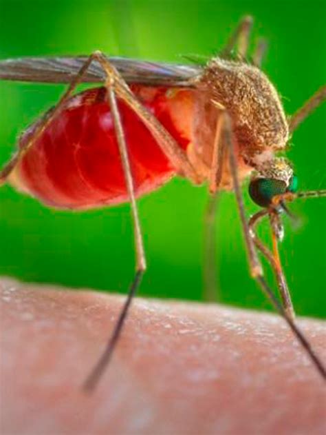 Malaria África En Alerta Por Un Mosquito Infobae Stories