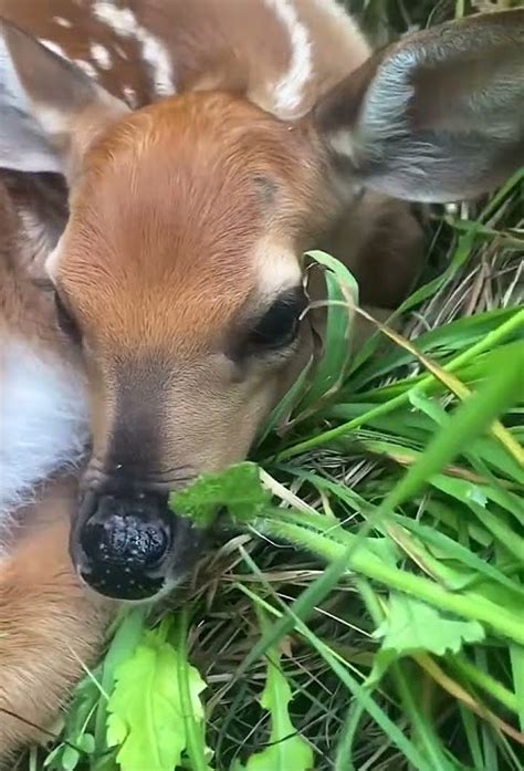 შველი ბორჯომის ხეობაში ვიდეოს სოციალურ ქსელში გვერდი ბორჯომის ხეობა აქვეყნებს Youtube