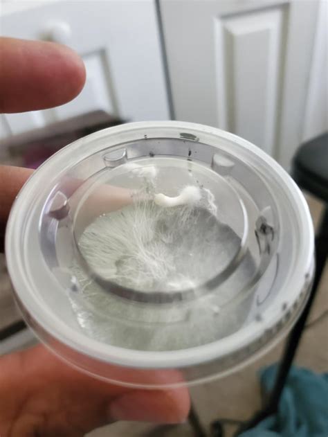 Some Light Agar Work Clones Doing Their Thing Rshrooms