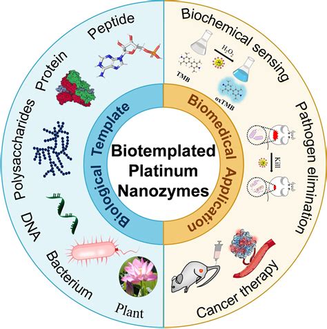 Biotemplated Platinum Nanozymes Synthesis Catalytic Regulation And Biomedical Applications