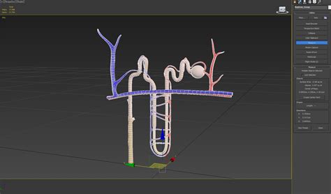 Nephron Model Turbosquid 2132376
