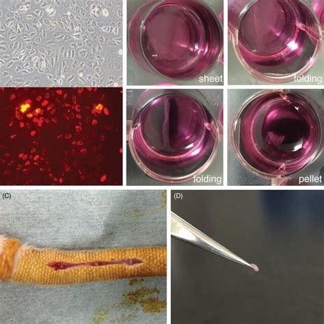 Surgical Annulus Fibrosus Defects Created In Rat Tail A Download Scientific Diagram