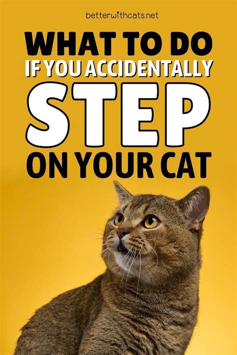 Cat Steps South Africa At Jamie Gibb Blog