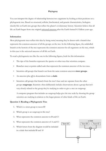 Phylogeny Questions Teaching Resources