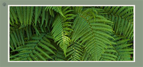 Tree With Fern Like Leaves Comprehensive List FAQs