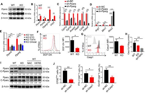 Cir 李咏生团队揭示ripk3调控肿瘤相关巨噬细胞脂肪酸代谢与肝癌发生 中科脂典