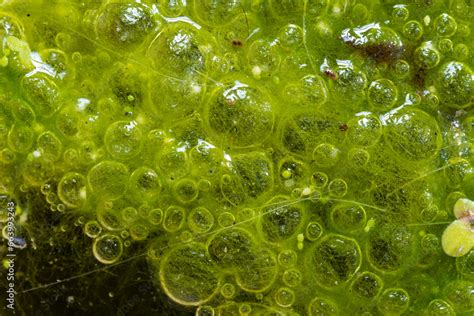 Freshwater Algae Spirogyra Release Oxygen Into The Air Oxygen Synthesis In Water Bodies Stock