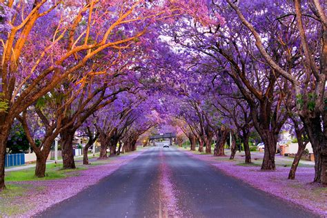 Best Places To See Australias Jacaranda Trees This Spring Better
