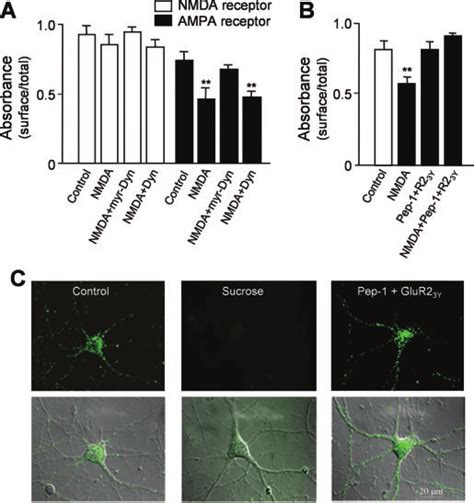 Nmda Stimulates Clathrin Mediated Ampar But Not Nmdar Endocytosis