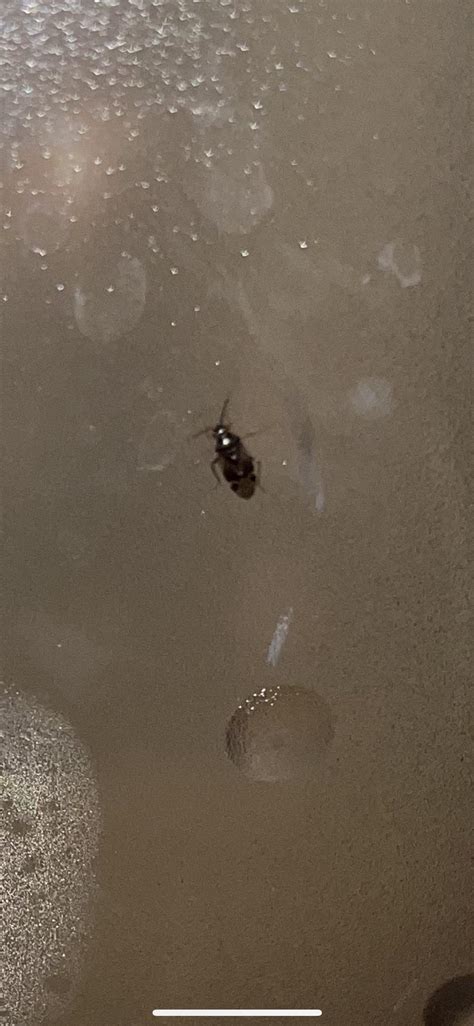Help Please Tell Me Its Not A Cockroach Rinsects