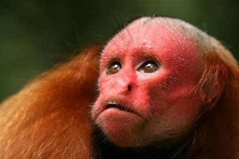 Bukan Kelainan 6 Spesies Hewan Botak Ini Unik Banget